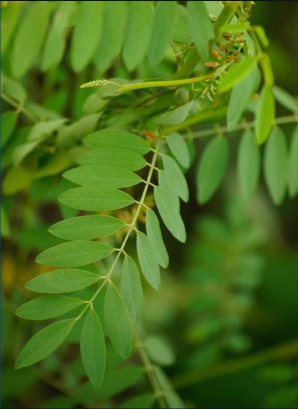 Añil :: Viaje/Taller Azul Añil