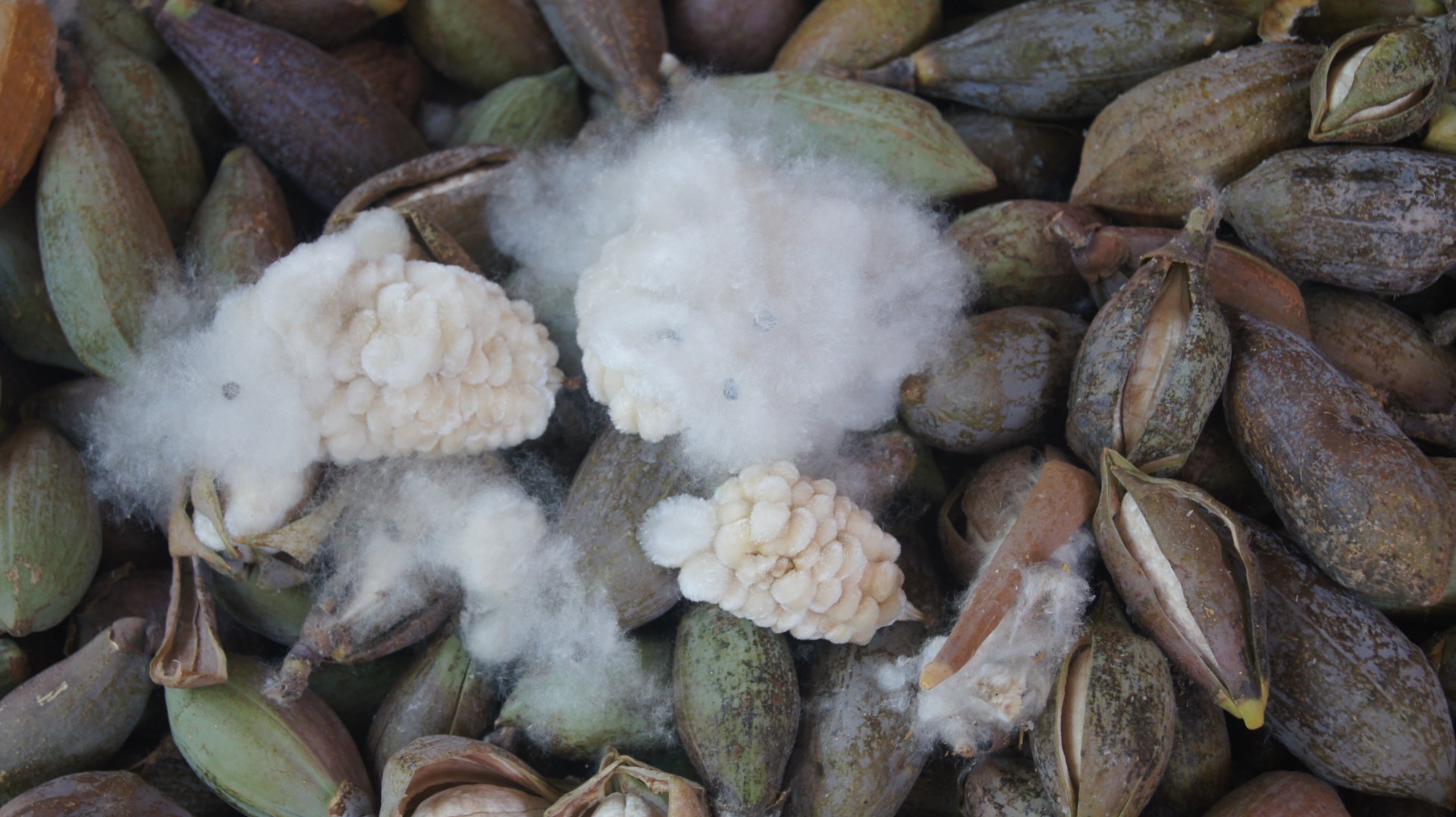 Procesos :: Viaje/Taller Azul Añil